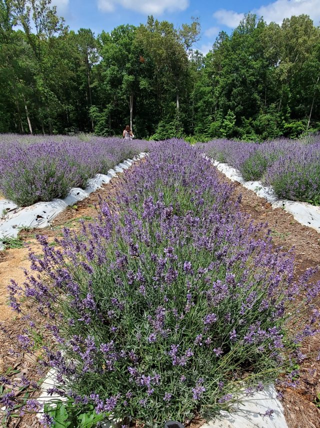 Journey through Chapel Hill, NC – Portable NC